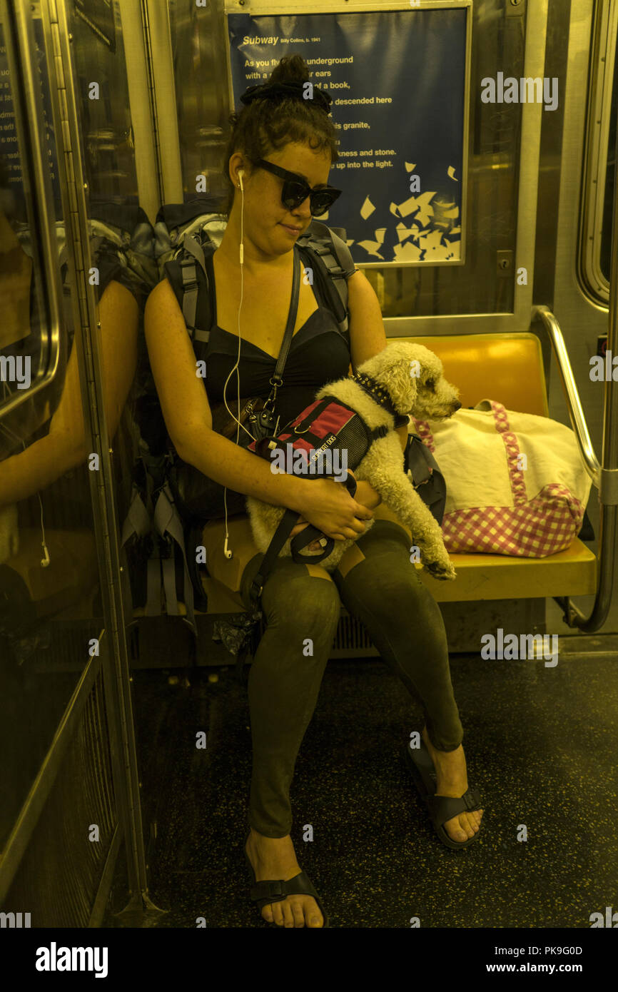 Woman with a "support dog" rides a New York City subway train in ...