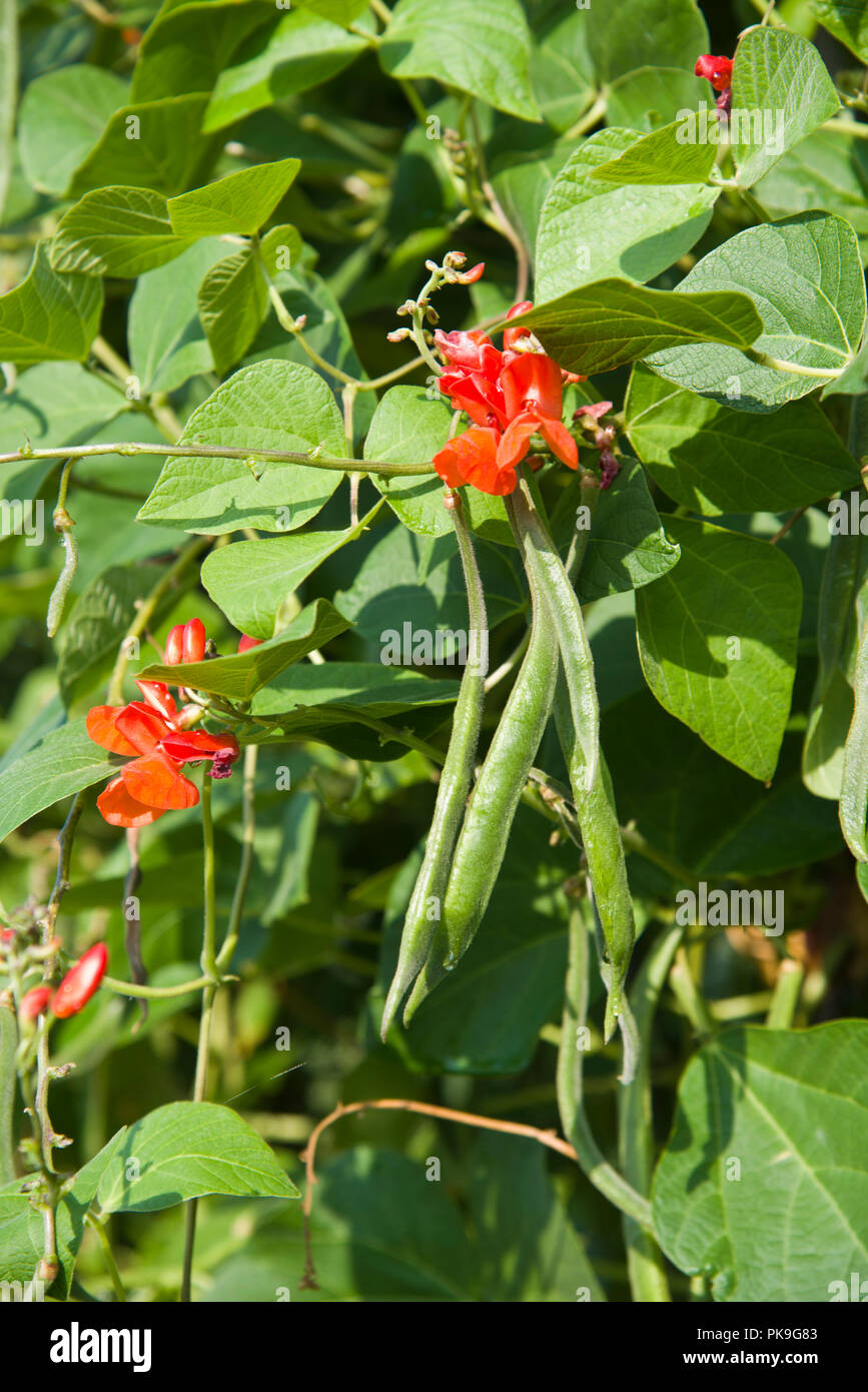 Runner beans growing hi-res stock photography and images - Alamy