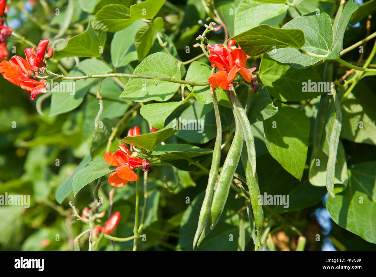 Runner beans, Enorma, growing on the plant Stock Photo - Alamy