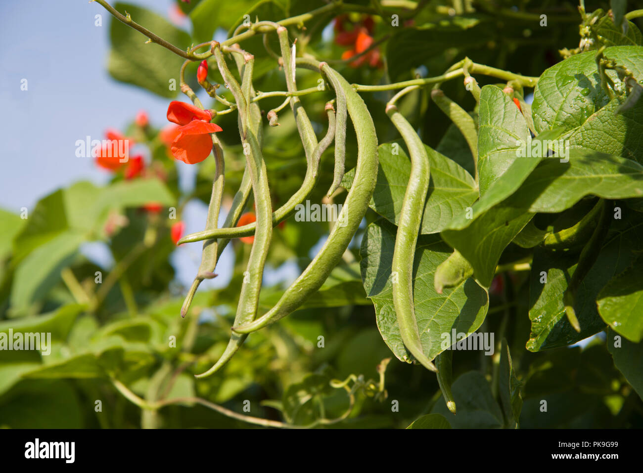 Runner beans growing hi-res stock photography and images - Alamy