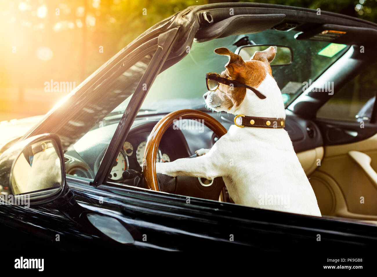 jack russell dog in a car close to the steering wheel, ready to drive ...