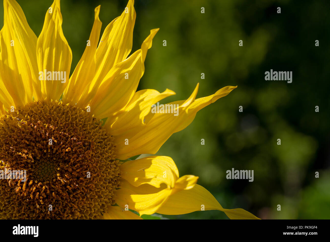 Back side sunflower hi-res stock photography and images - Alamy