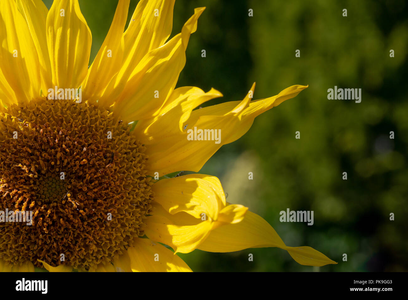 Back side sunflower hi-res stock photography and images - Alamy