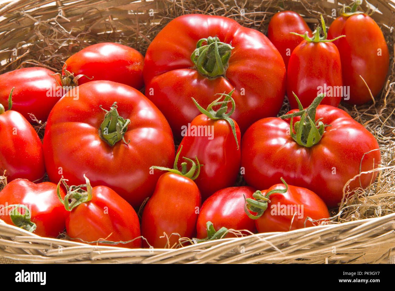 Freshly picked ripe tomatoes hi-res stock photography and images - Alamy