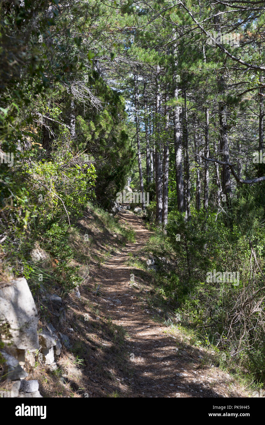 Chemin de foret hi-res stock photography and images - Alamy