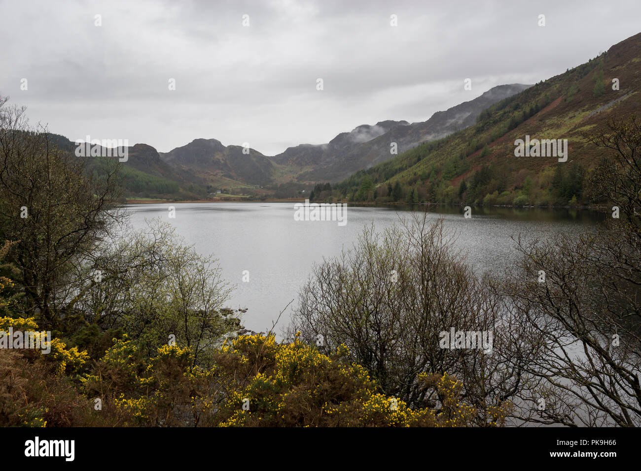 Rainy spring day at Llyn Crafnant near Trefriw in Snowdonia, North ...