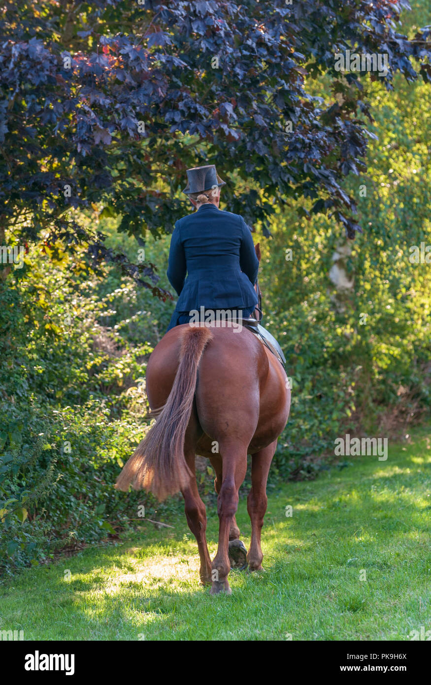 An elegent young lady riding in a traditional side saddle wearing top ...