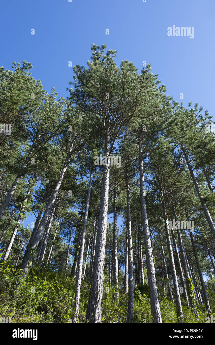 Foret pins hi-res stock photography and images - Alamy