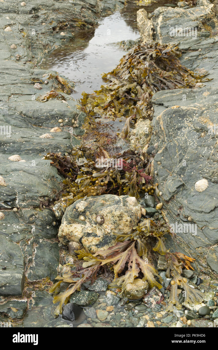 Green seaweed in a rockpool with shells and granite rock in Trearddur ...