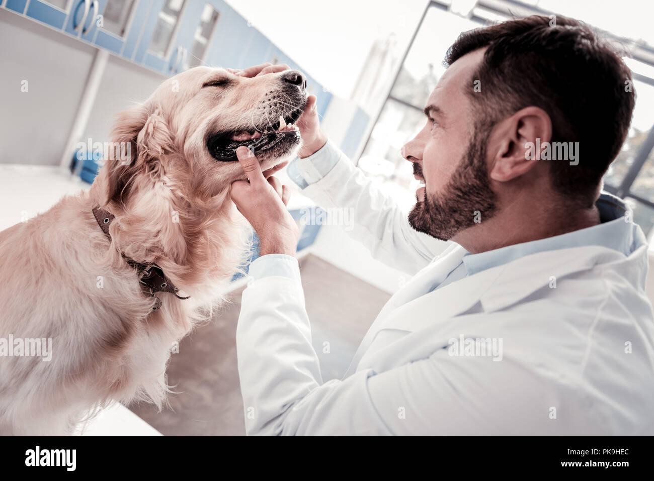 Serious dog listening to his doctor Stock Photo - Alamy