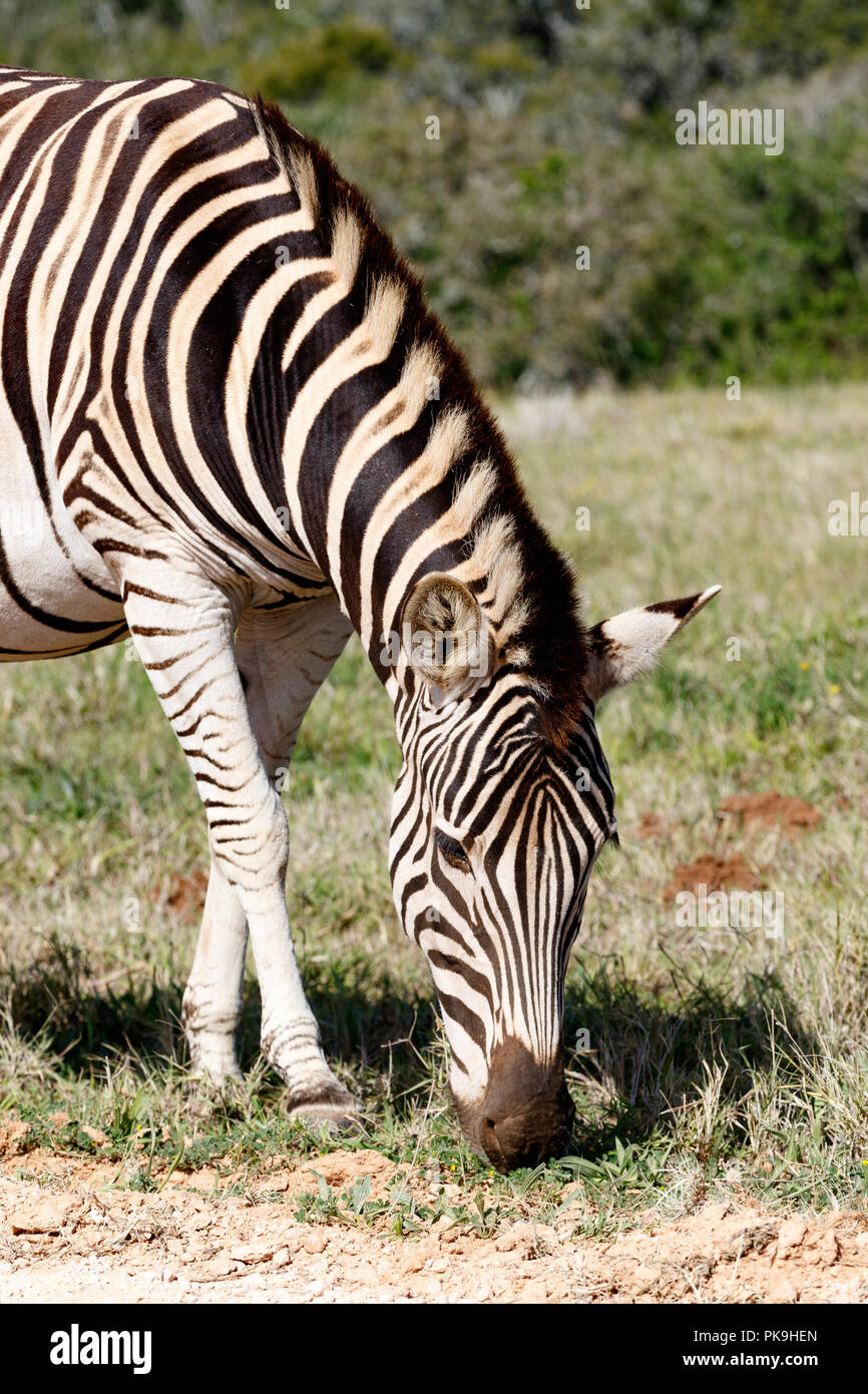 Natural way of eating hi-res stock photography and images - Alamy