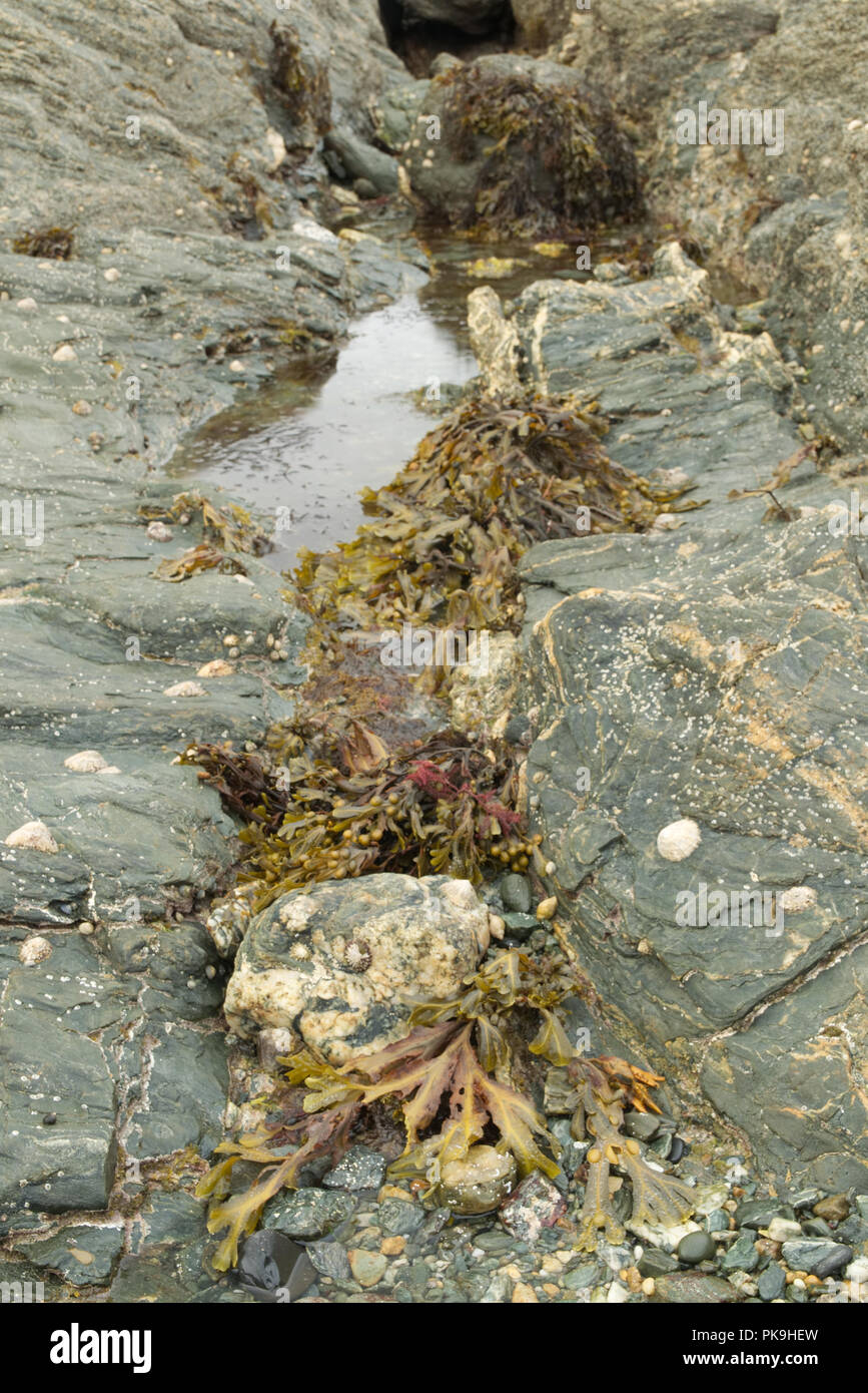 Green seaweed in a rockpool with shells and granite rock in Trearddur ...