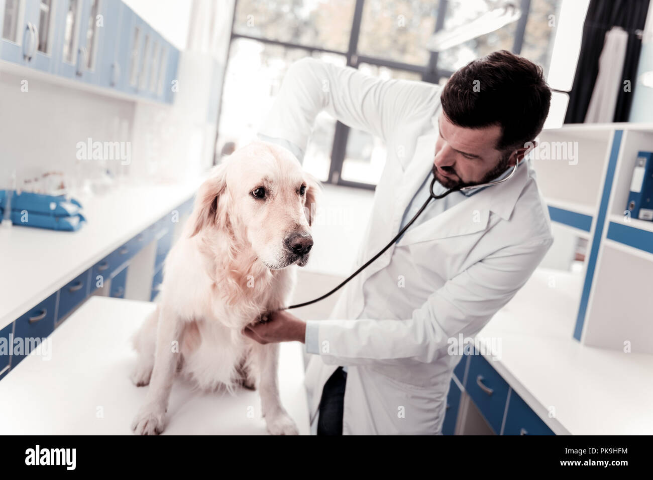 Scared Labrador sitting quiet on the table Stock Photo - Alamy