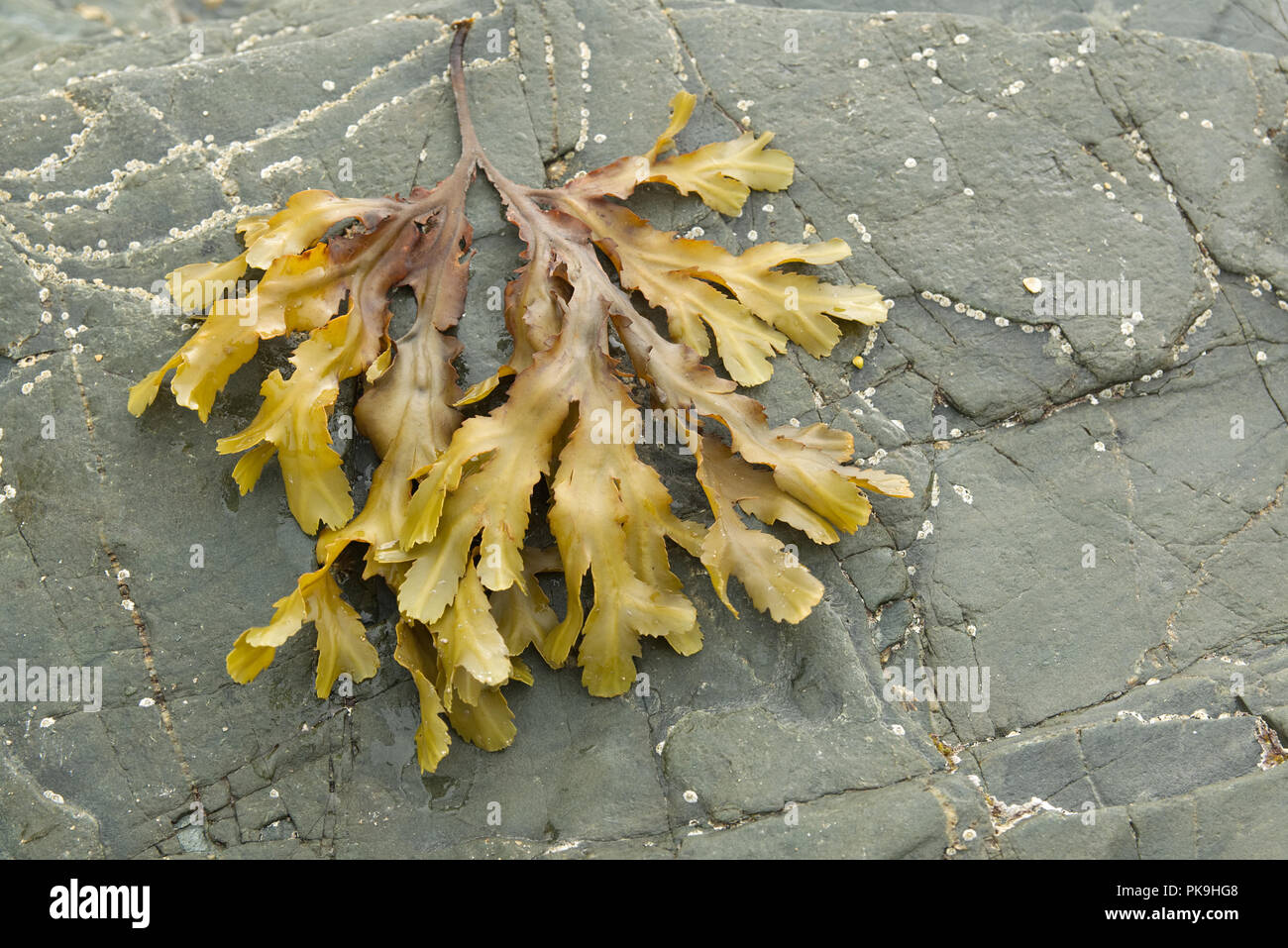 Seaweed Leaf High Resolution Stock Photography and Images - Alamy
