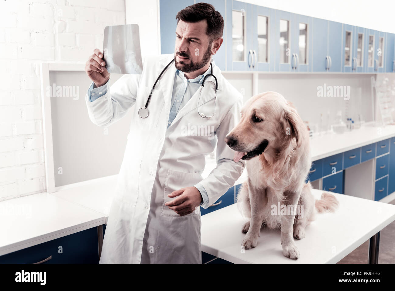 Concentrated male person checking X-ray picture Stock Photo - Alamy
