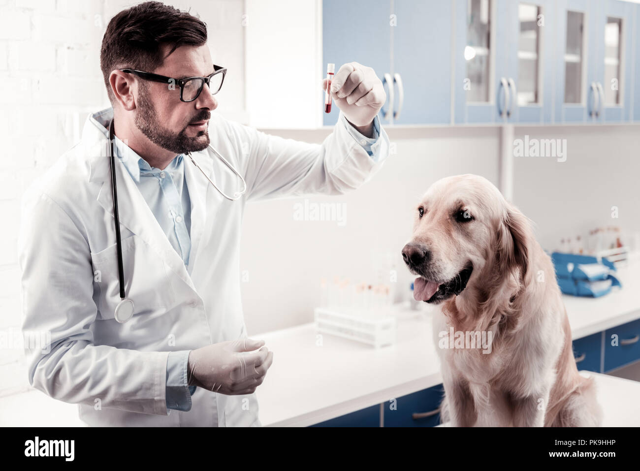 Serious veterinary looking at test tube Stock Photo - Alamy
