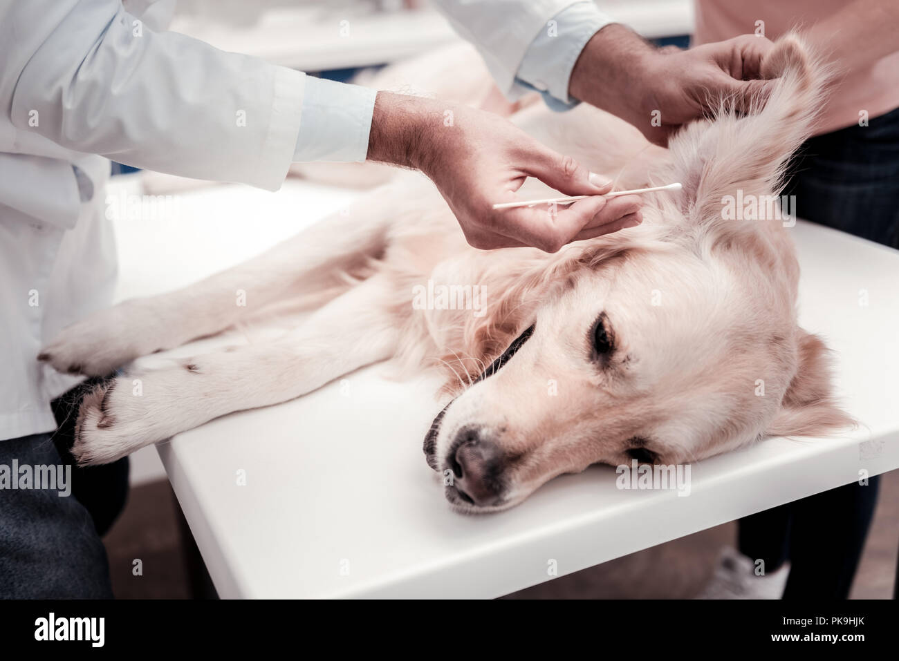 Close up of male hands that cleaning dogs ear Stock Photo - Alamy