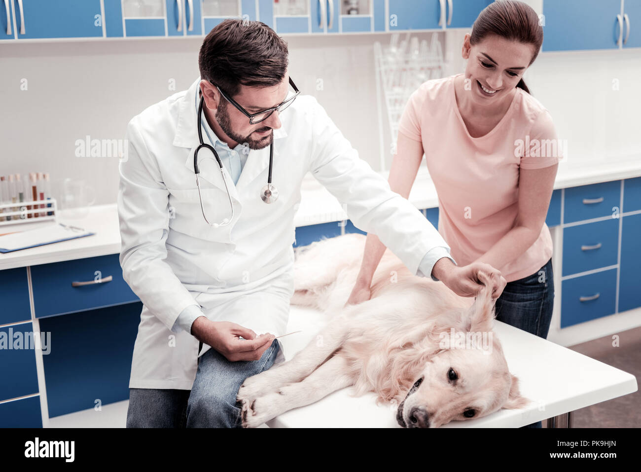 Competent veterinary examining his patient Stock Photo - Alamy