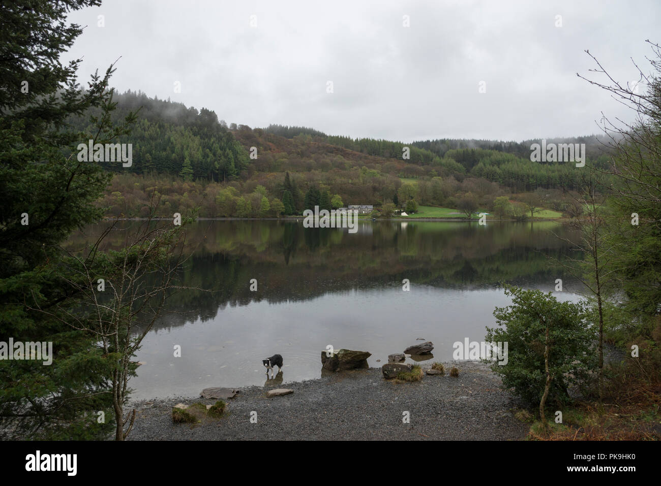Welsh rain forest hi-res stock photography and images - Alamy