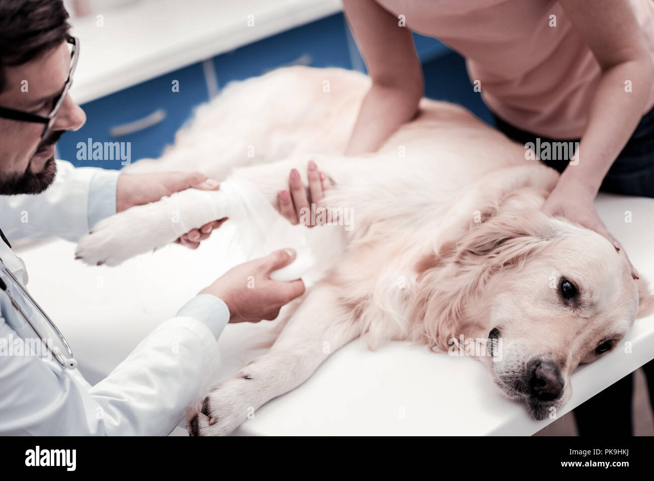 Labrador giving paw hi-res stock photography and images - Alamy