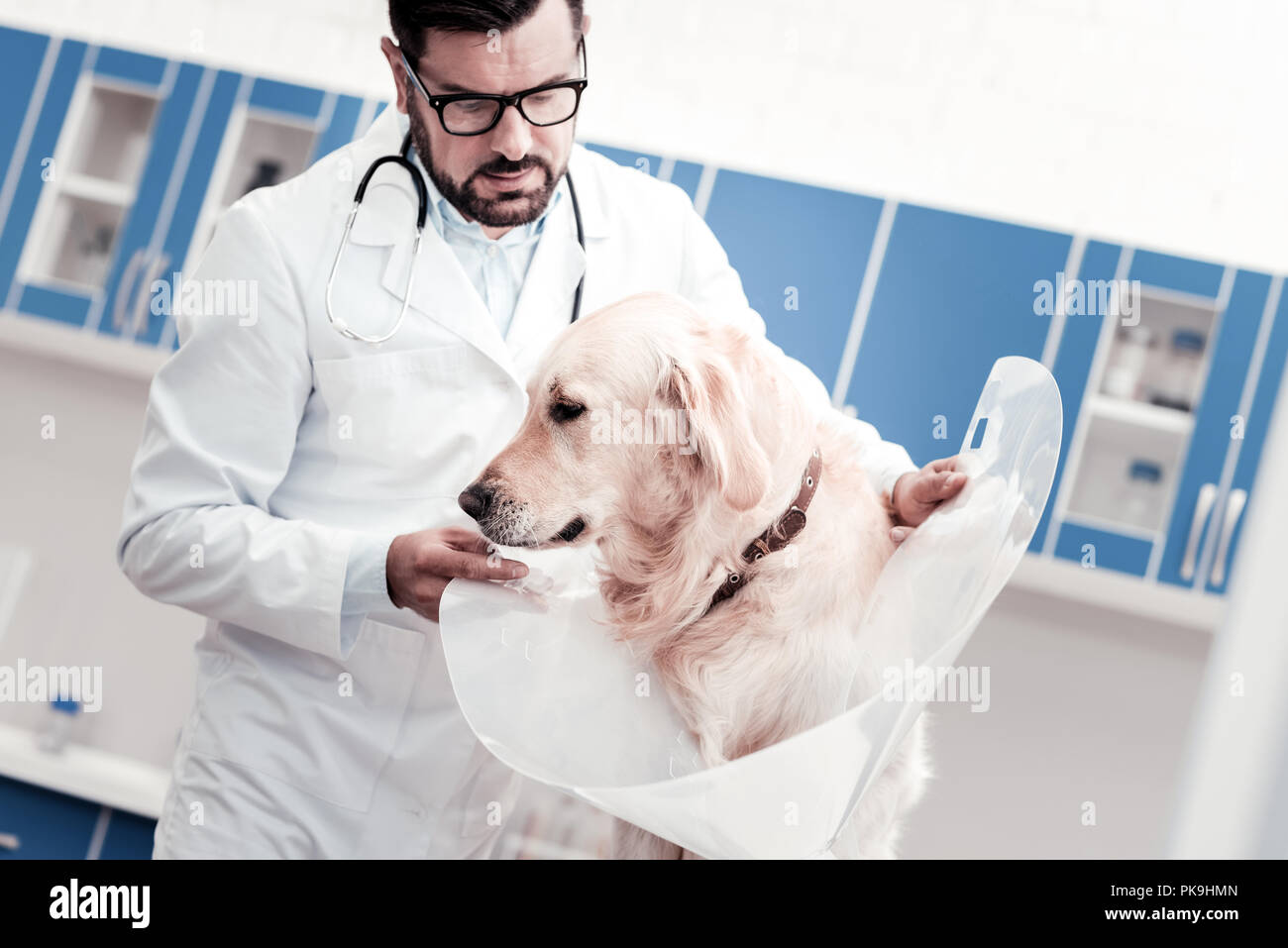 Attentive veterinary putting plastic collar on dogs neck Stock Photo ...