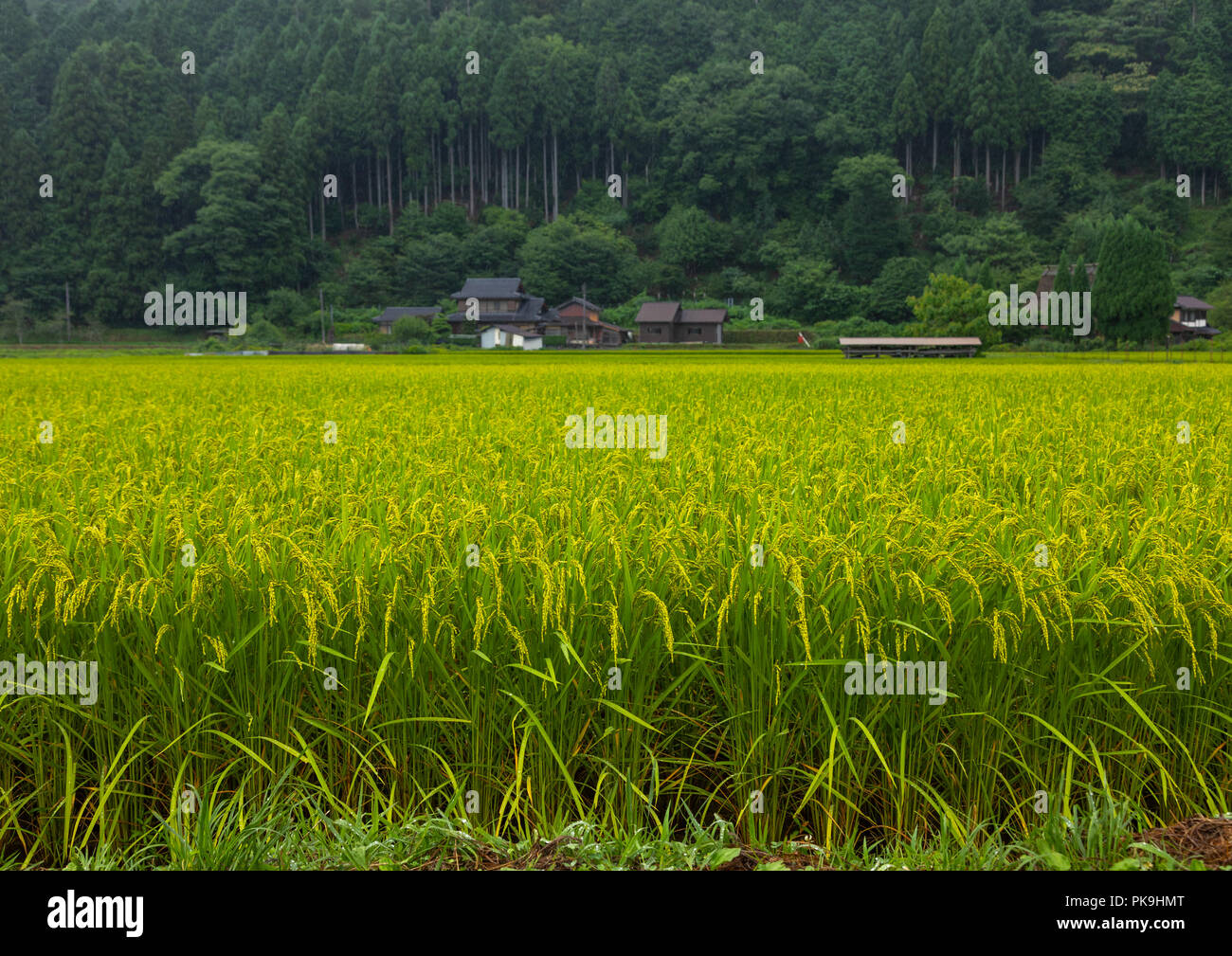 Japan urban rice paddy hi-res stock photography and images - Alamy