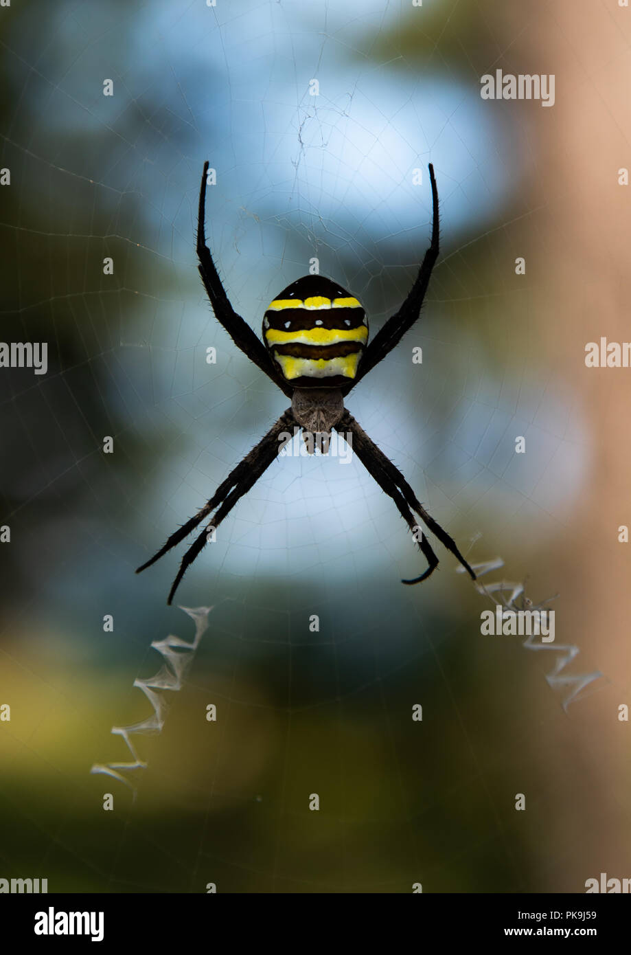Spider in Amanohashidate, Kyoto Prefecture, Miyazu, Japan Stock Photo ...