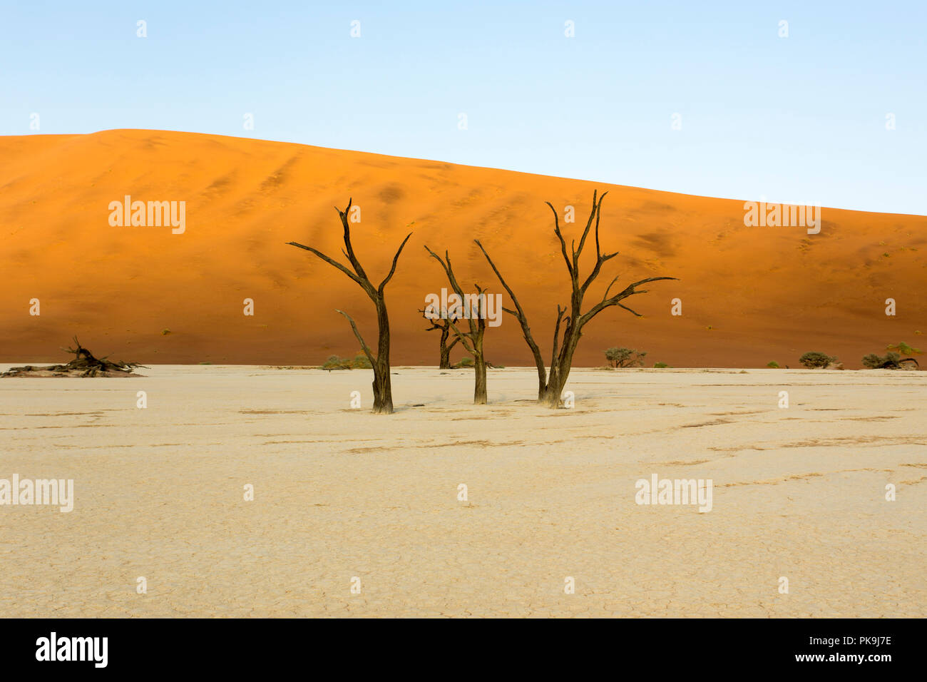 dead trees view in sossusvlei area in Namibia Stock Photo - Alamy