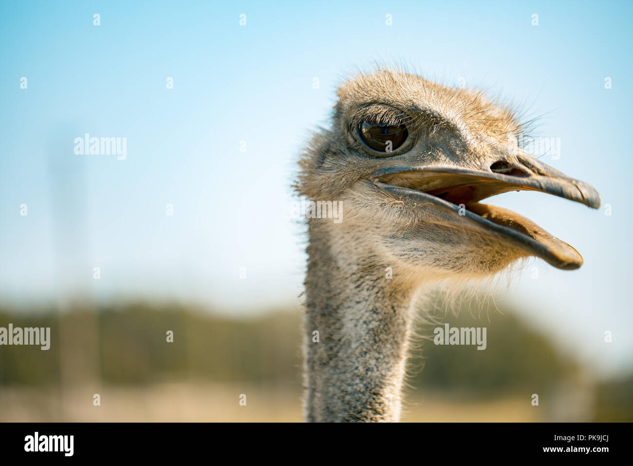 ostrich bird head and neck front portrait in the zoo Stock Photo - Alamy