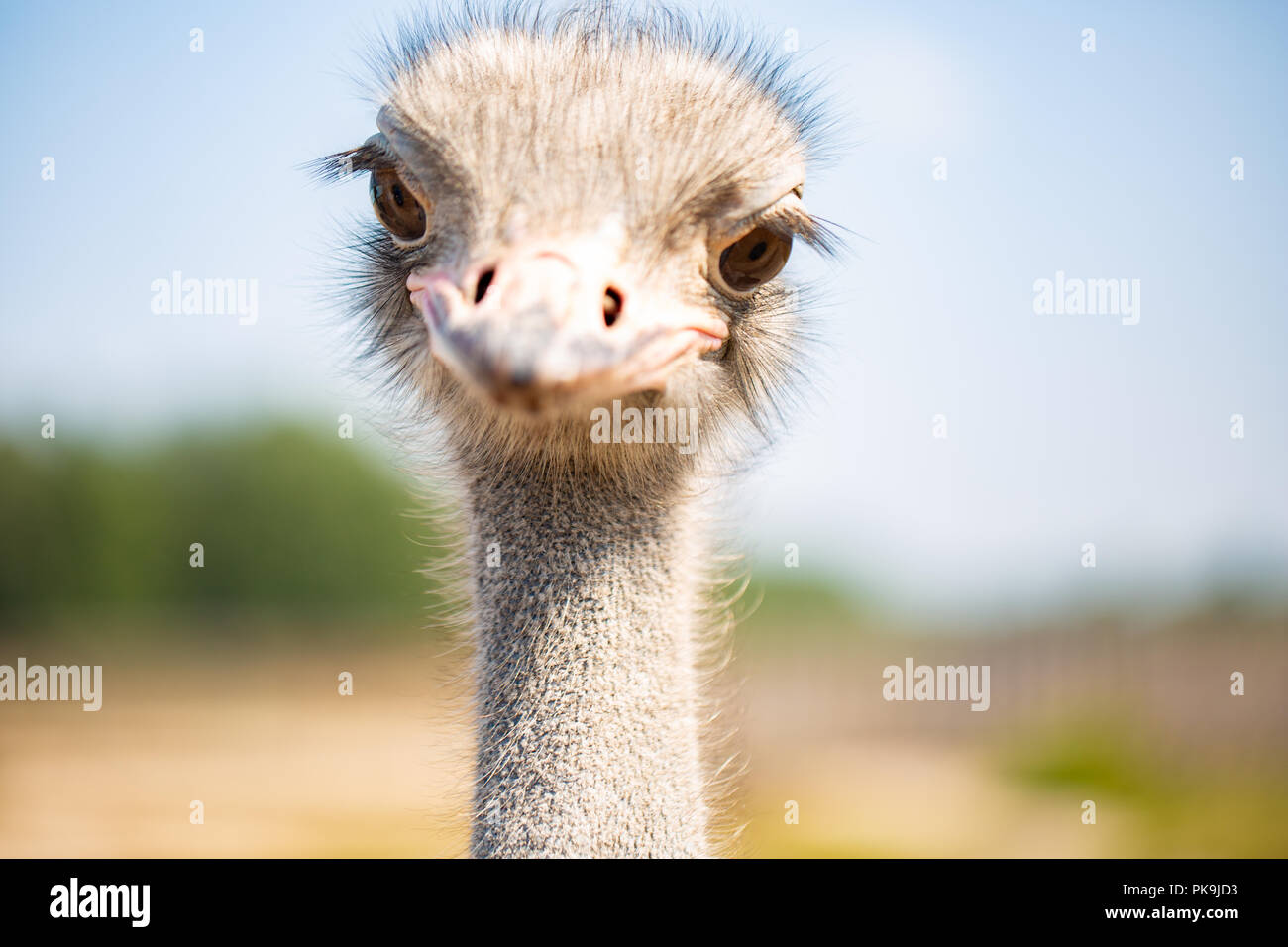 ostrich bird head and neck front portrait in the zoo Stock Photo - Alamy