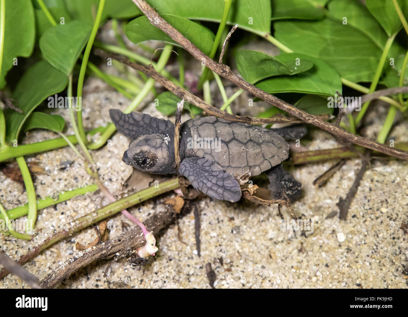 Kurio beach hi-res stock photography and images - Alamy