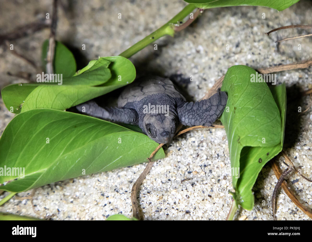 Kurio beach hi-res stock photography and images - Alamy
