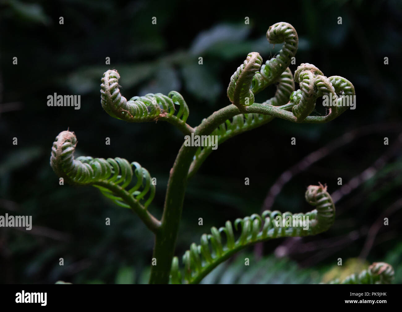 Japan18372 hi-res stock photography and images - Alamy