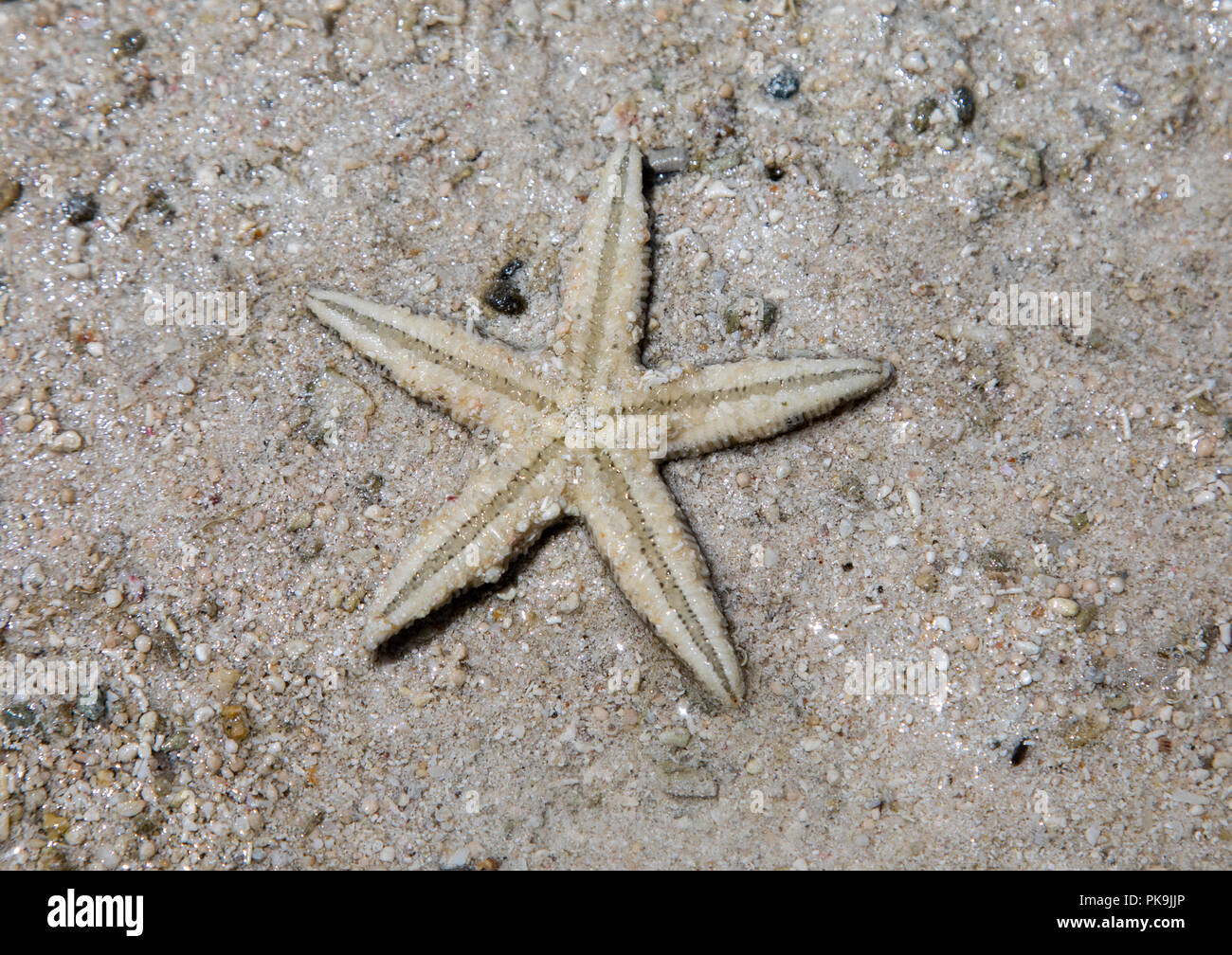 Starfish on beach in Kabira bay, Yaeyama Islands, Ishigaki-jima, Japan ...