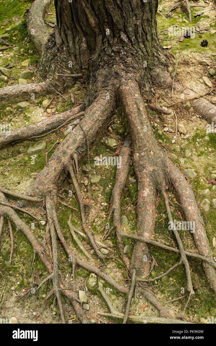 Tree roots in Kenroku-en garden, Ishikawa Prefecture, Kanazawa, Japan ...