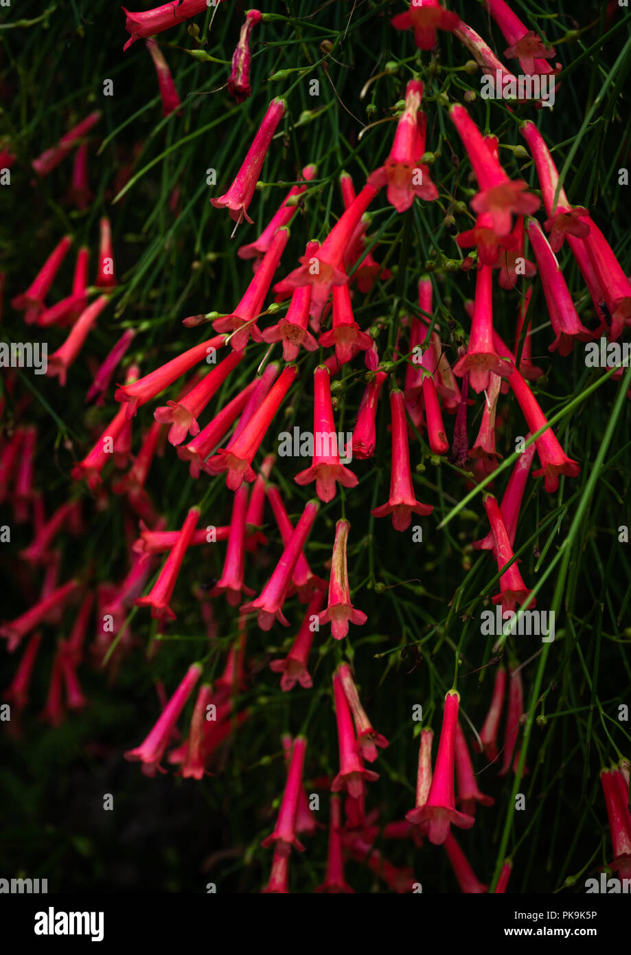 Red russelia equisetiformis in the Kyoto botanical garden, Kansai ...