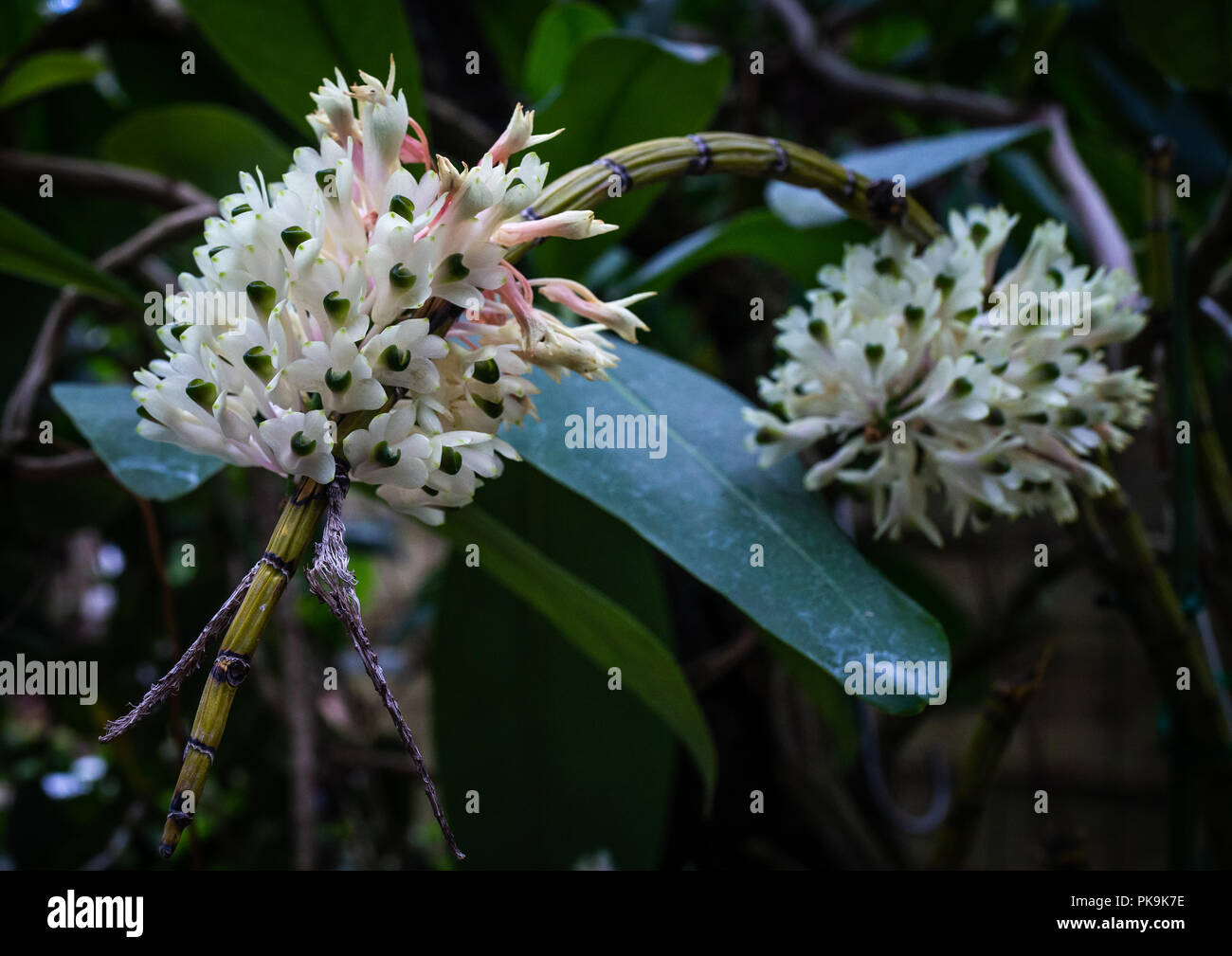 Dendrobium smilliae hi-res stock photography and images - Alamy