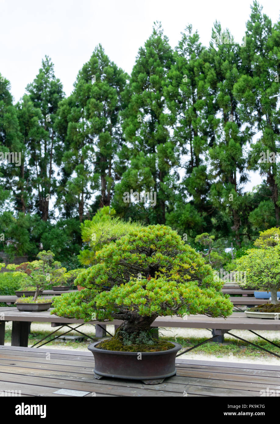 Bonsai trees in the botanic garden, Kansai region, Kyoto, Japan Stock ...