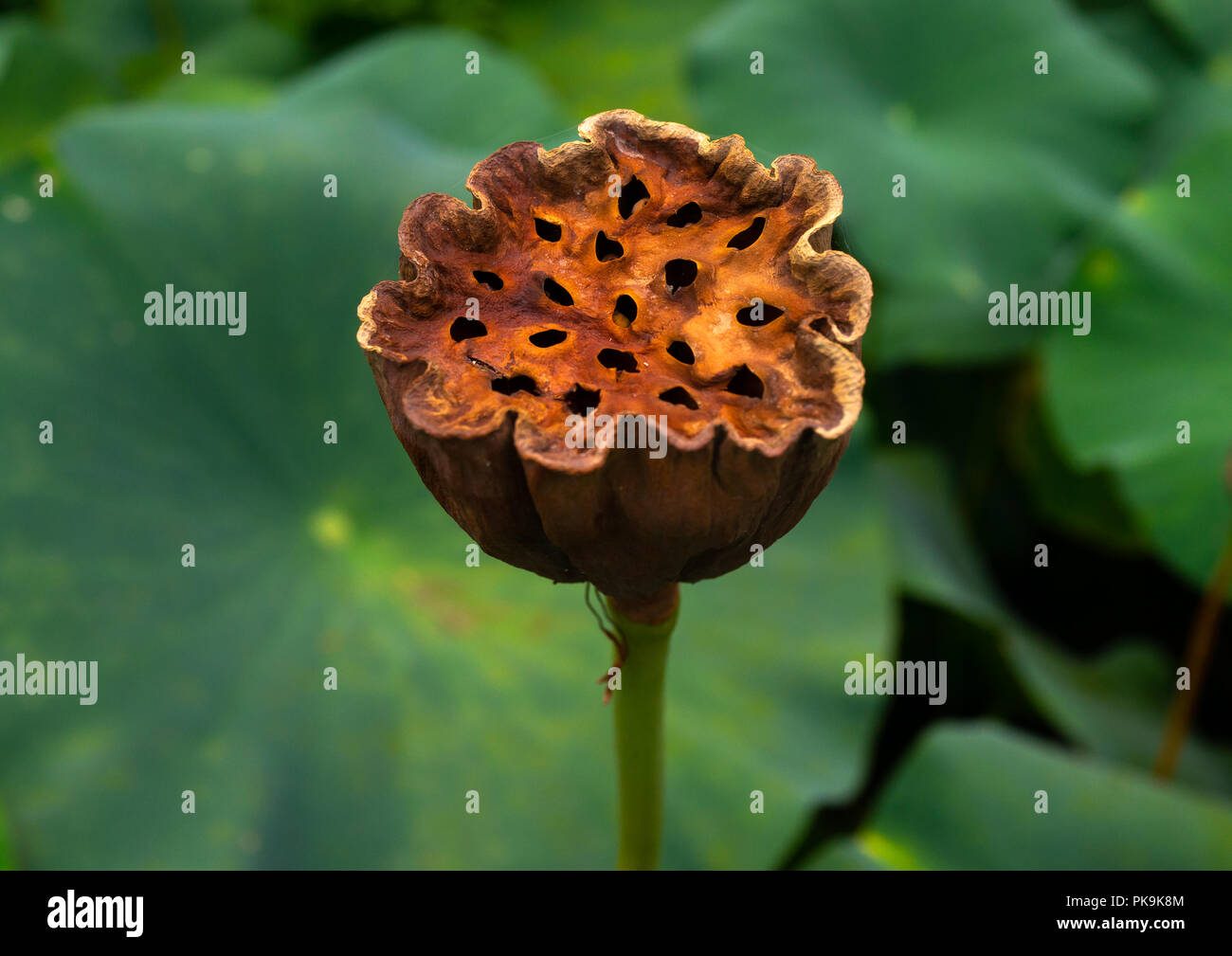 Dried lotus pod, Kansai region, Kyoto, Japan Stock Photo - Alamy