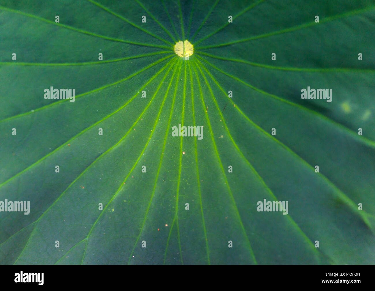 Giant lotus leaf in the the Kyoto botanical garden, Kansai region ...