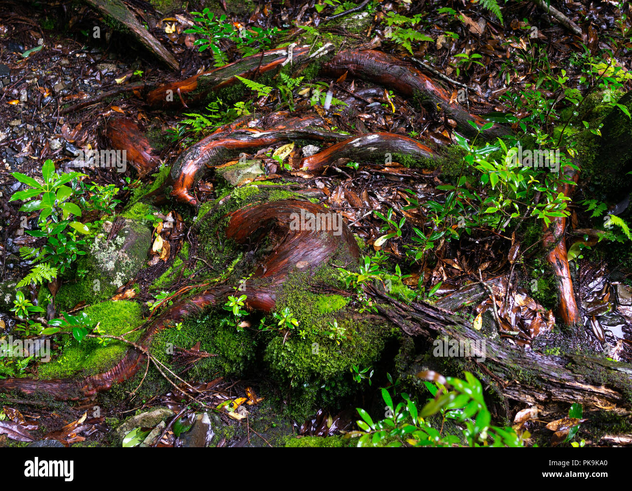 Tree roots with moss in Yakusugi land, Kagoshima Prefecture, Yakushima ...