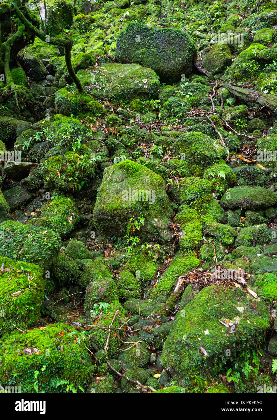 Yakusugi land nature park hi-res stock photography and images - Alamy