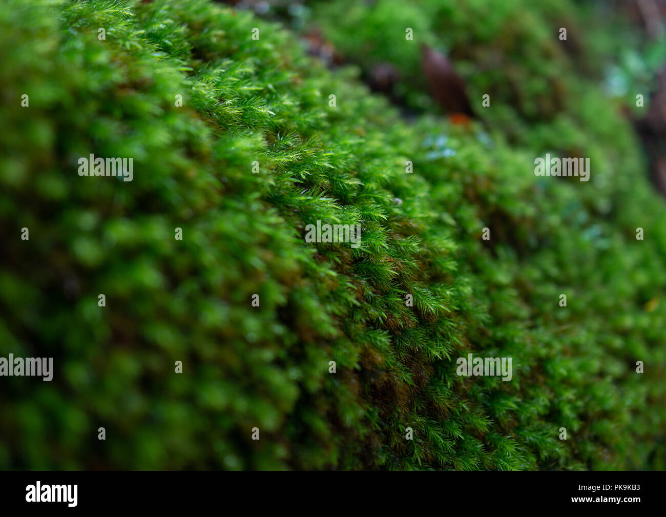 Yakushima islands forest hi-res stock photography and images - Alamy