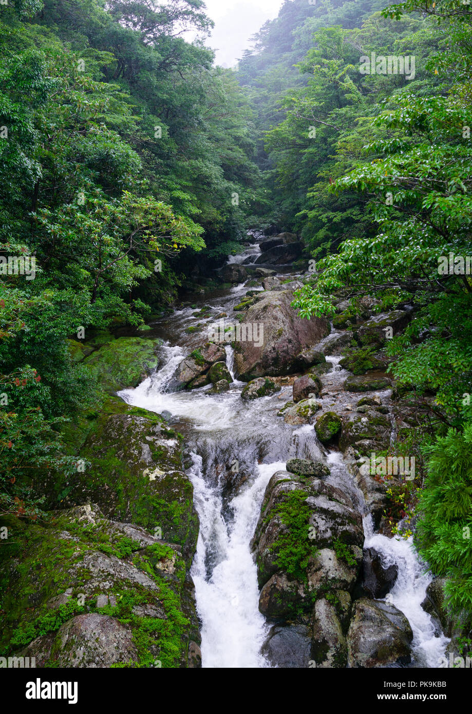 River in Yakusugi land, Kagoshima Prefecture, Yakushima, Japan Stock ...