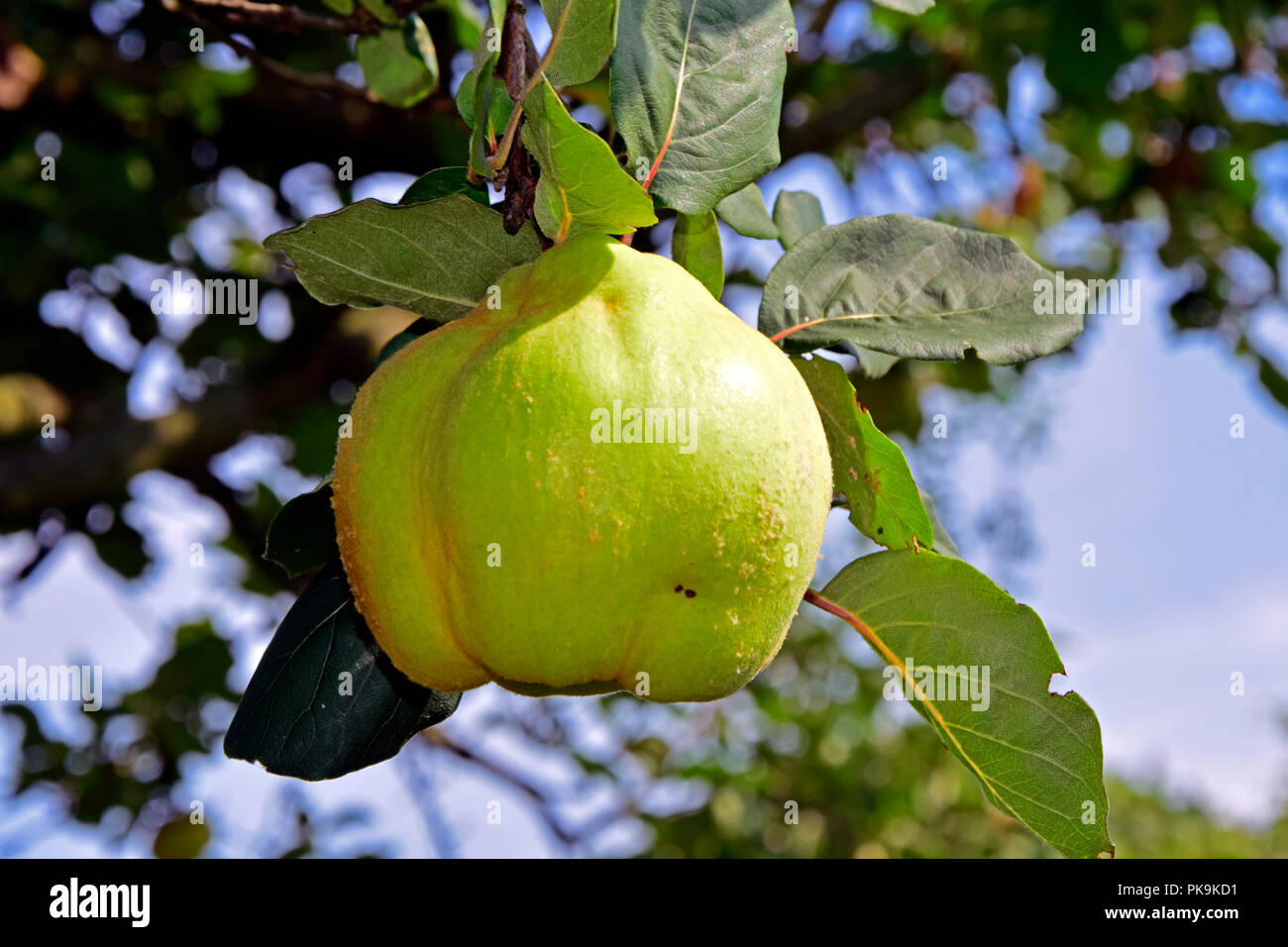 One yellowish-green ripening quince apple hanging on a twig in bright ...