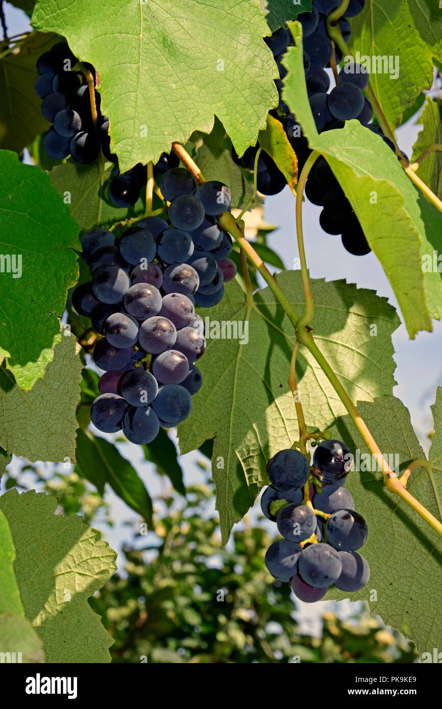 Grape clusters of dark-purple berries, of vitis amurensis variety ...