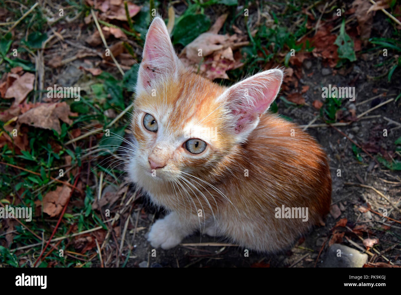 Top-down view on a rusty-white tabby kitten sitting on the ground and ...