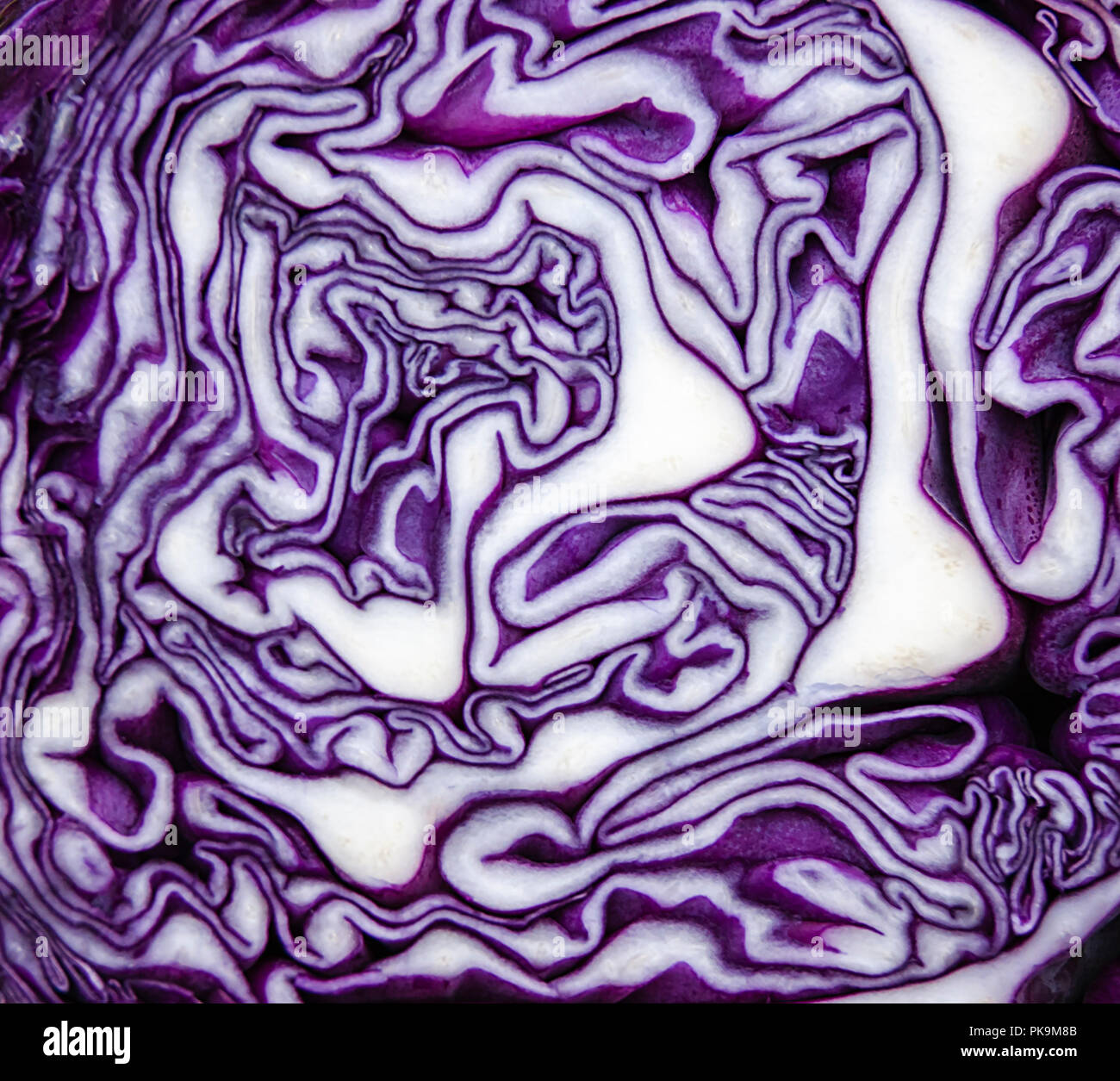 Texture of red cabbage. Natural pattern of purple and white Stock Photo ...