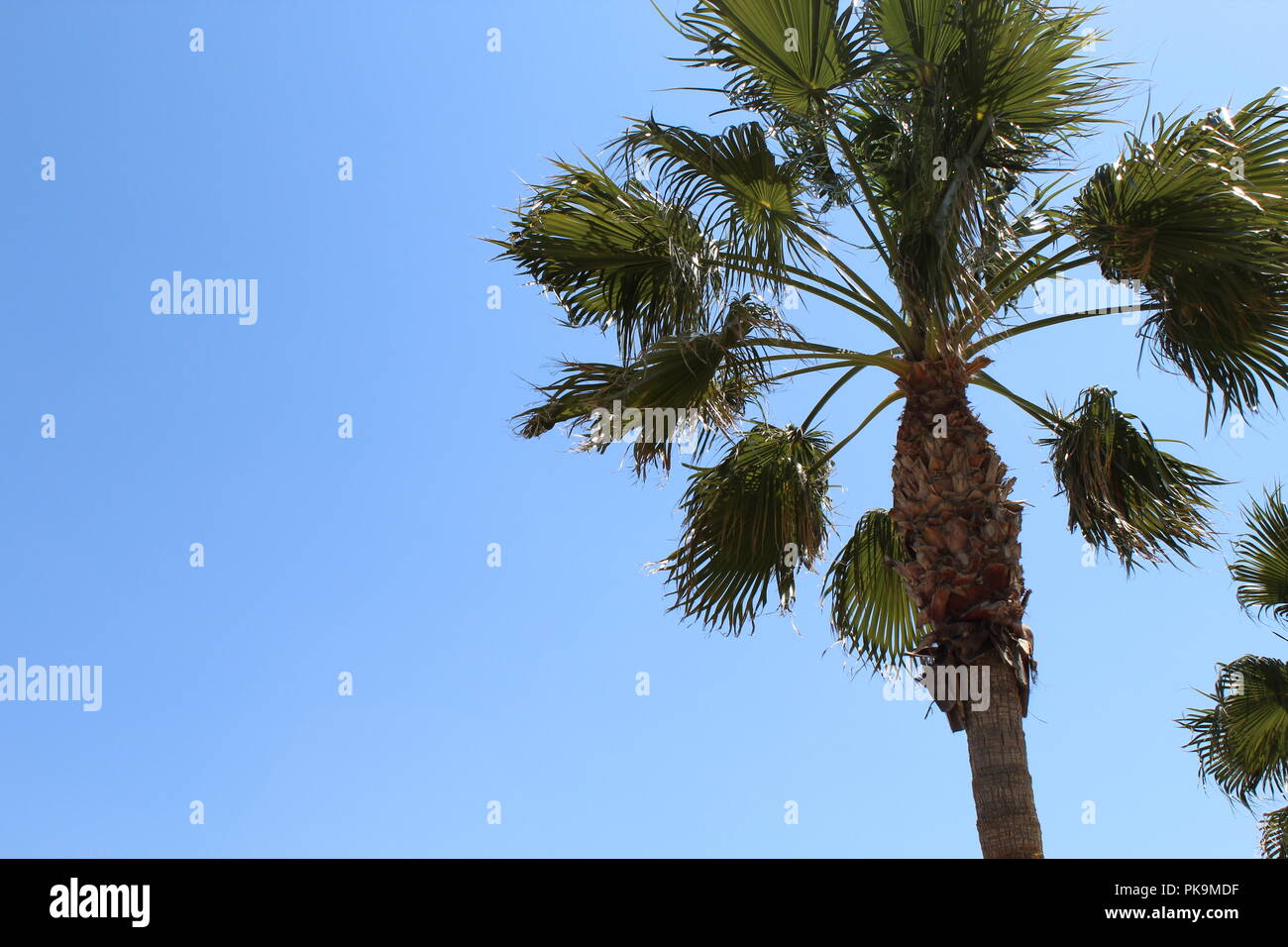 Palm Tree on a Cyprus Beach Stock Photo - Alamy