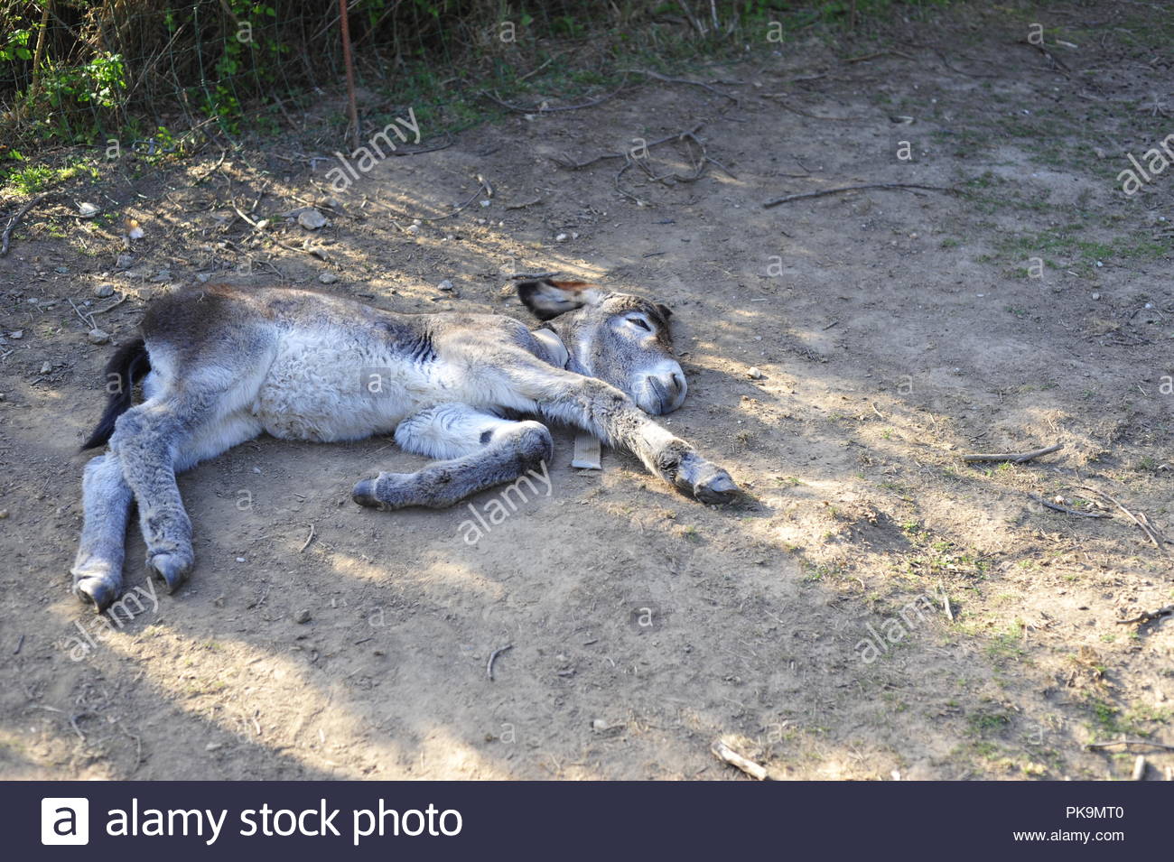 Baby Donkey Stock Photos & Baby Donkey Stock Images - Alamy
